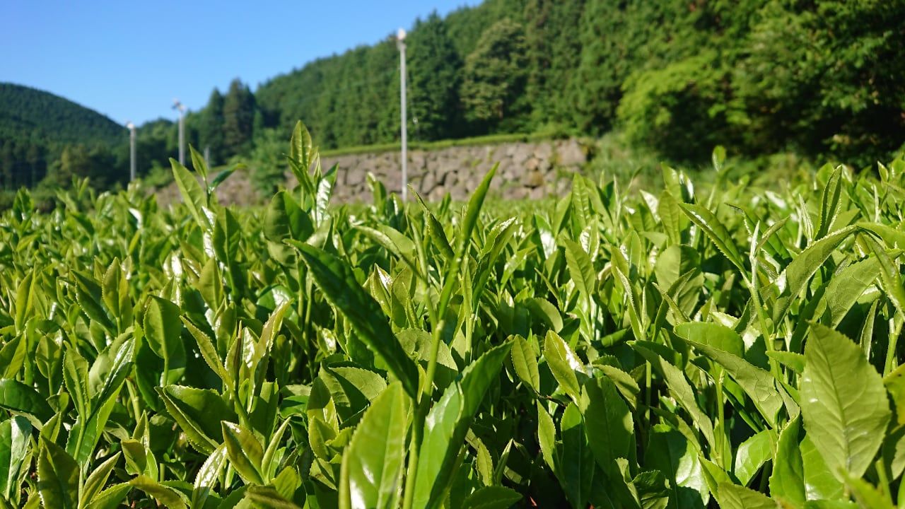 Tomotcha | The Japanese tea subscription service | Blog